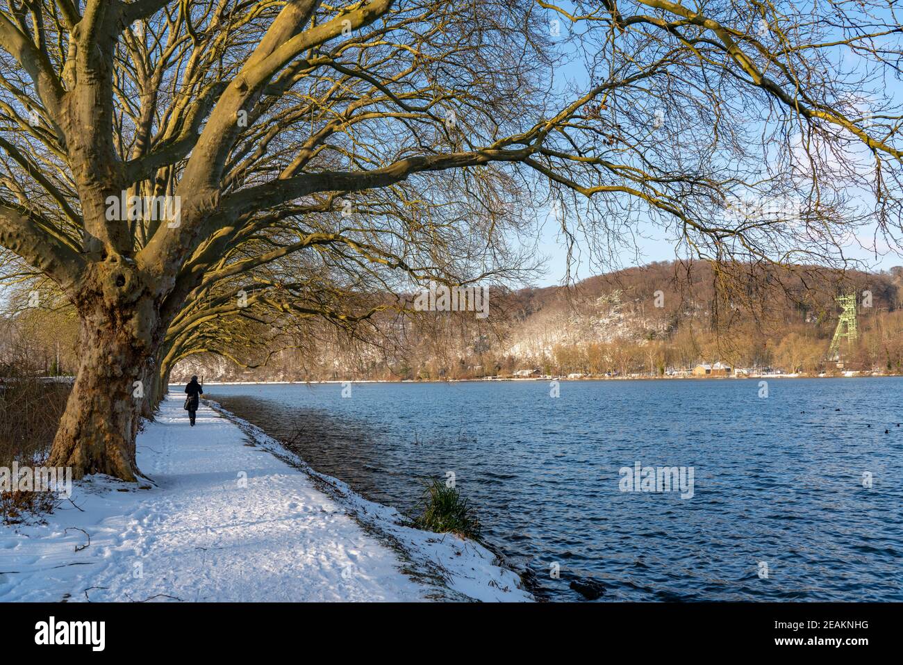 Winter, snow-covered landscape, winter walk at Lake Baldeney, avenue of ...