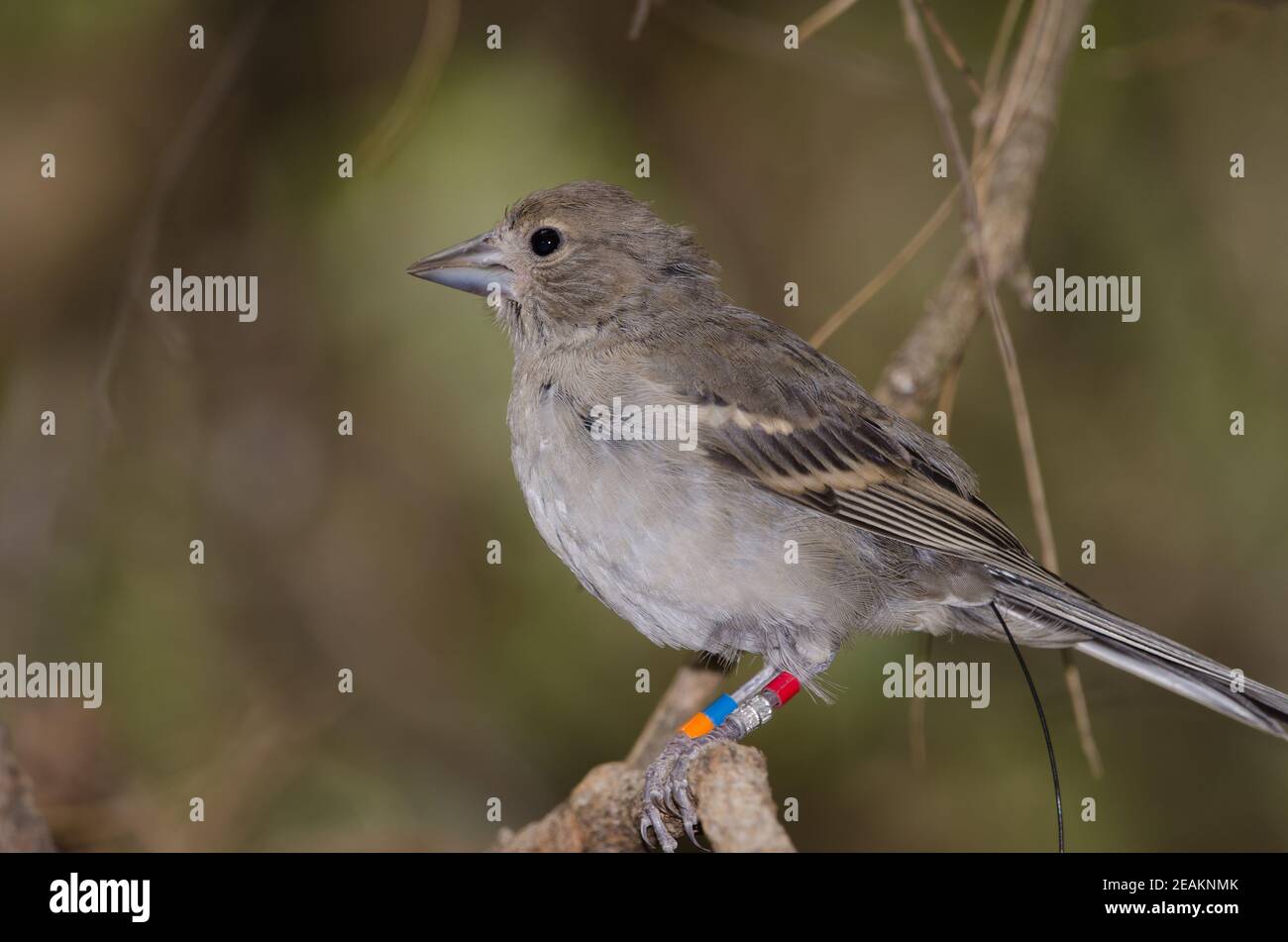 Gran Canaria blue chaffinch on a branch Stock Photo - Alamy