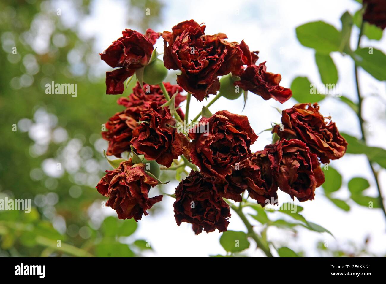 withered rose petals, closeup Stock Photo - Alamy