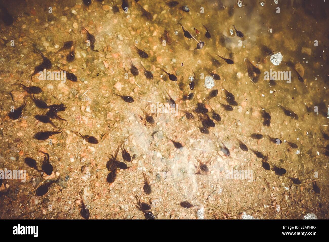 Tadpoles swimming in mountain hi-res stock photography and images - Alamy