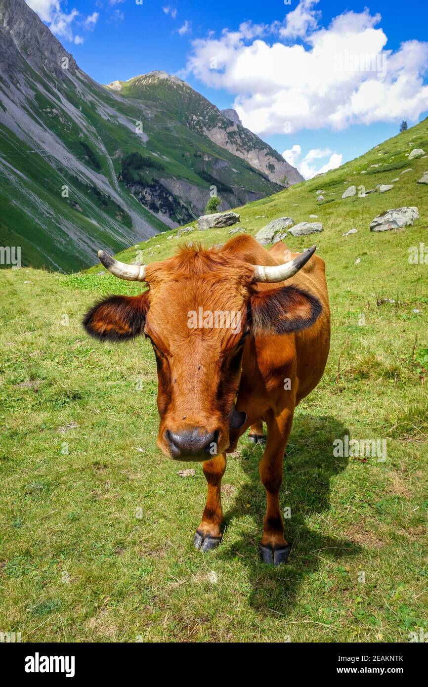 Tarentaise cattle hi-res stock photography and images - Alamy