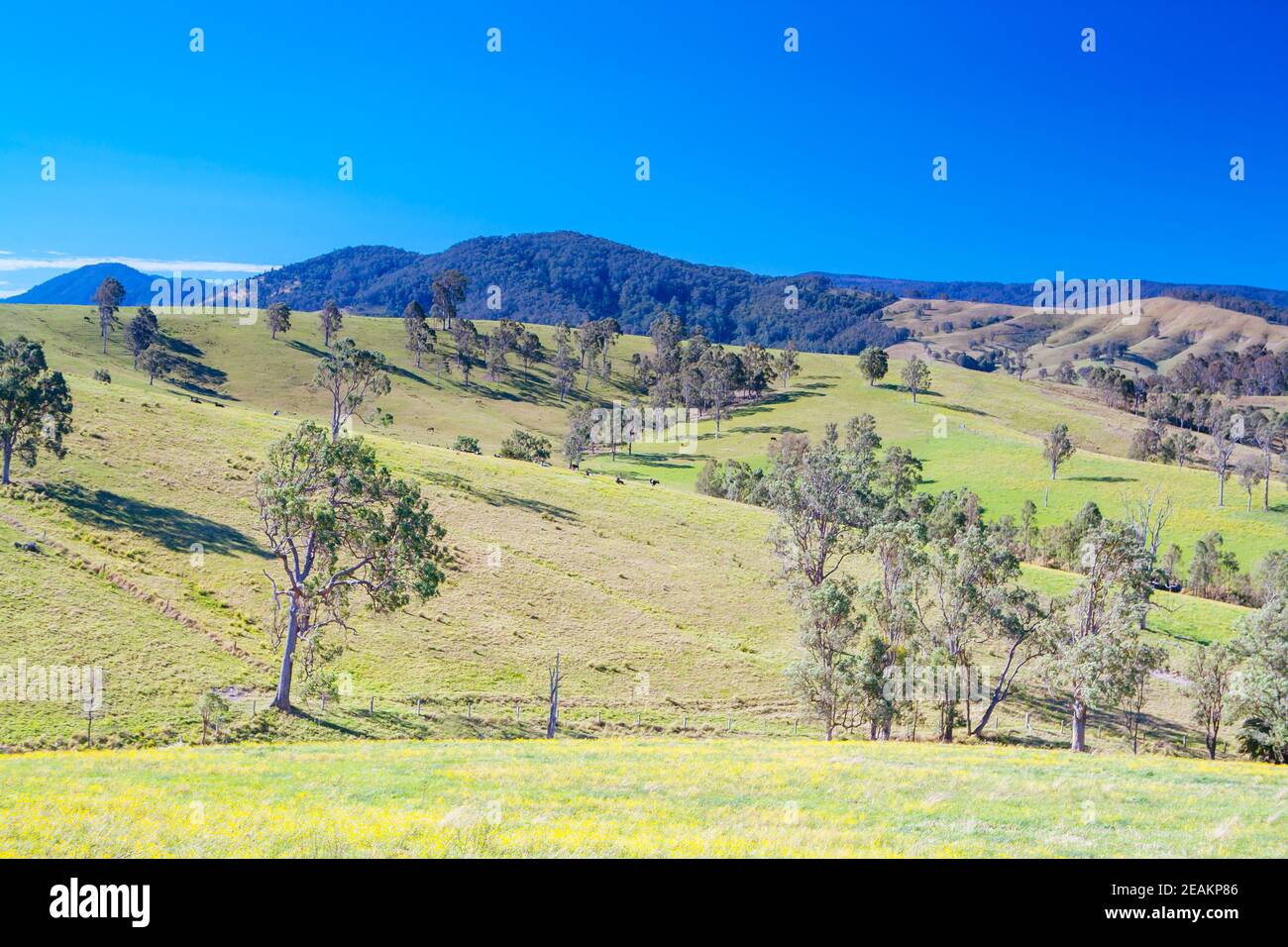Hunter Valley Landscape in Australia Stock Photo - Alamy