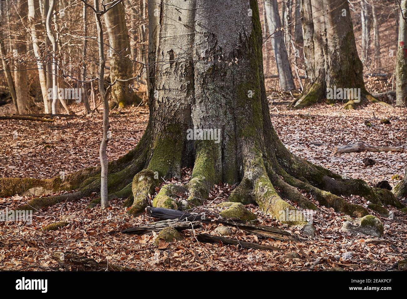 Wide tree trunk hi-res stock photography and images - Alamy