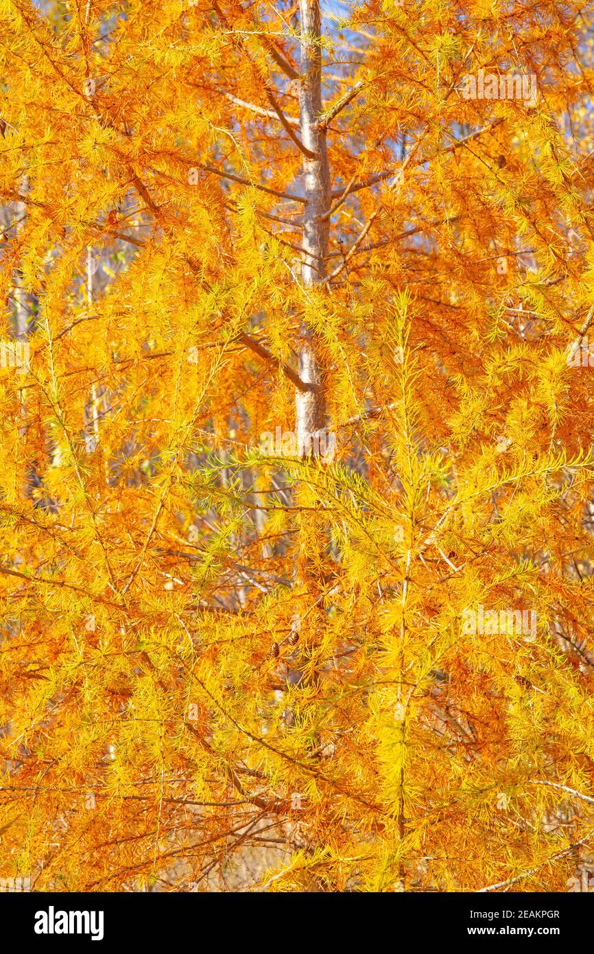 Larch colors hi-res stock photography and images - Alamy