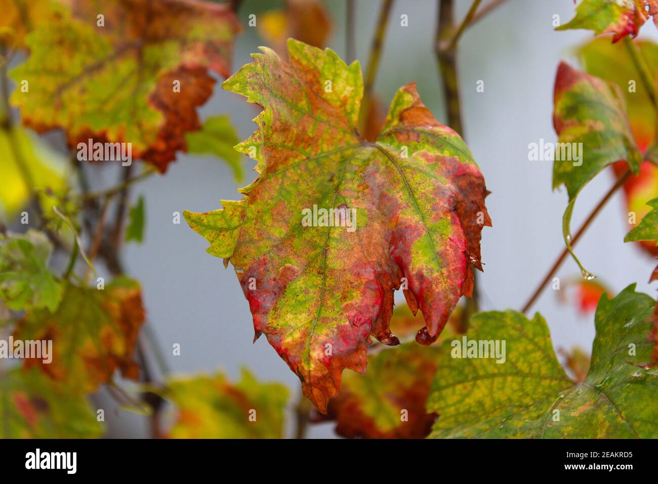 Autumn grapes leaves hi-res stock photography and images - Alamy