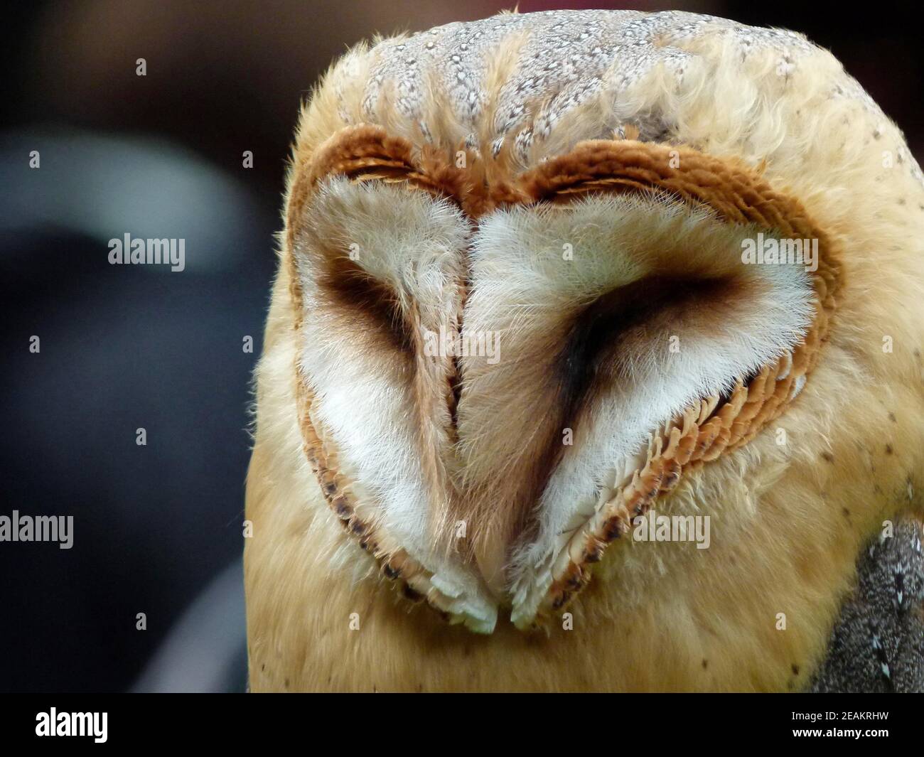 Barn Owl, Portrait Stock Photo - Alamy
