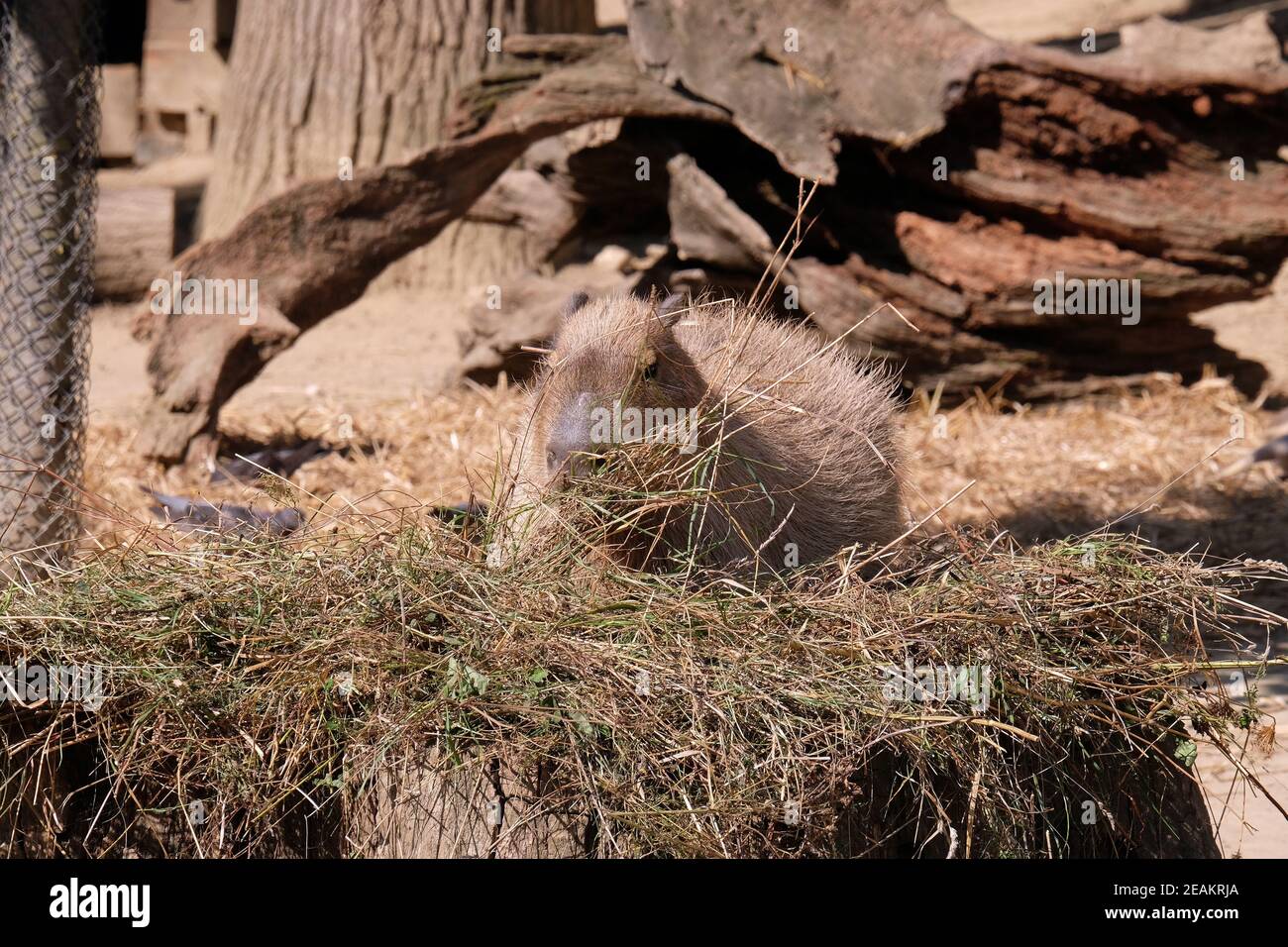 Capybara - Kapibara (Hydrochoerus hydrochaeris), the largest living ...