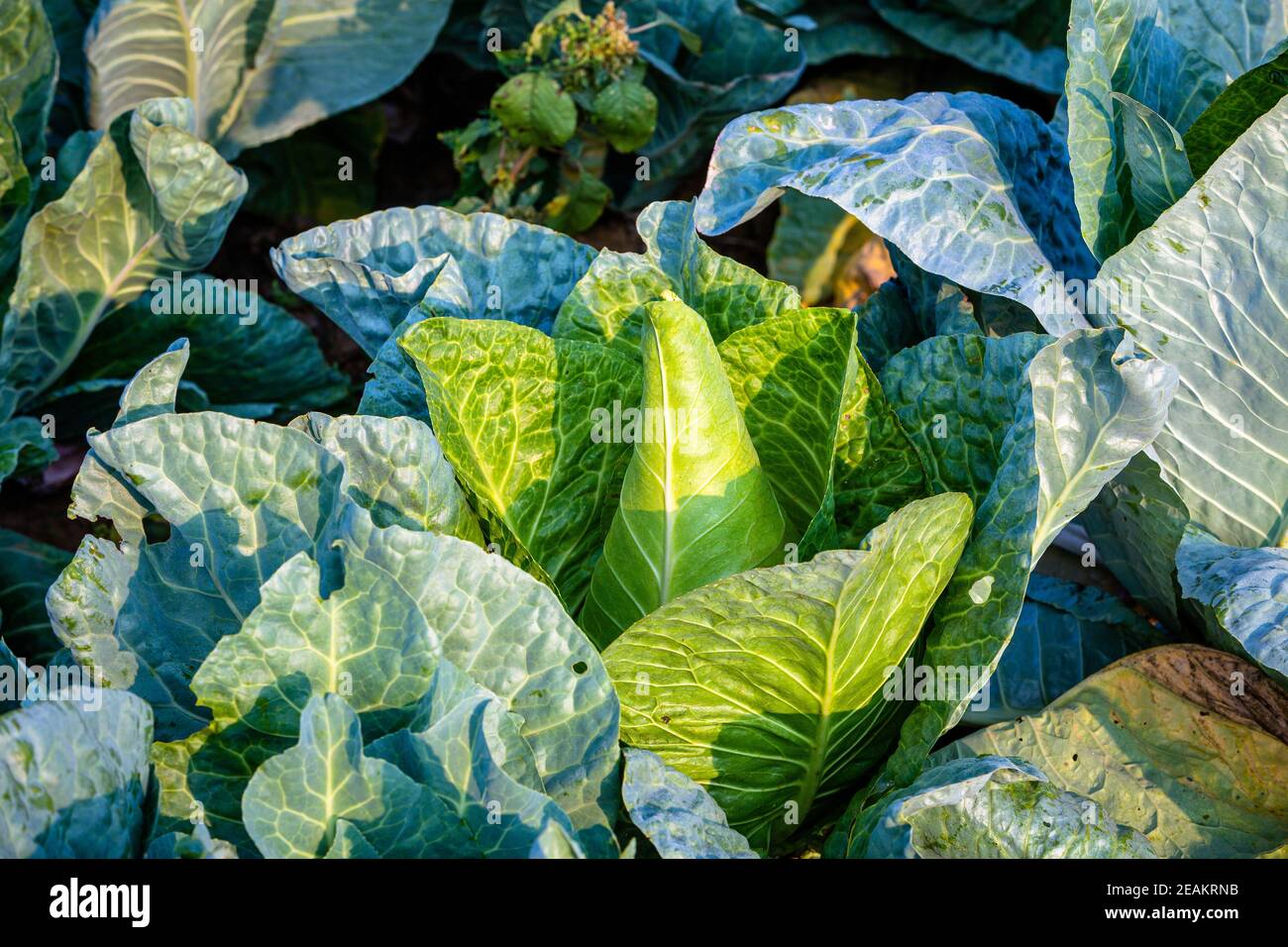 Scenic green garden tall hi-res stock photography and images - Alamy