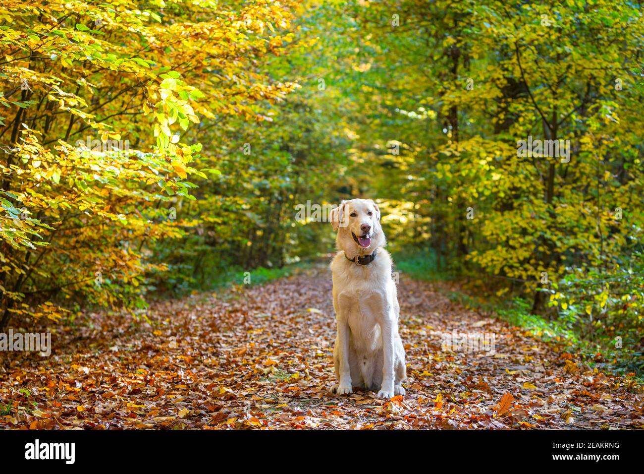 Canine forest hi-res stock photography and images - Alamy