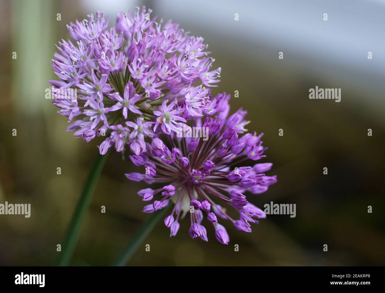 Onion flowers hi-res stock photography and images - Alamy