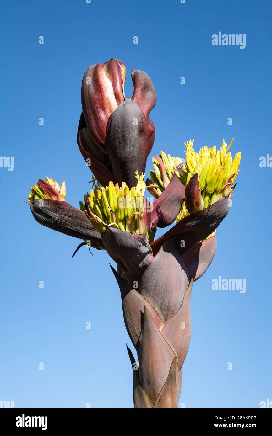 Agave plant mexico hi-res stock photography and images - Alamy