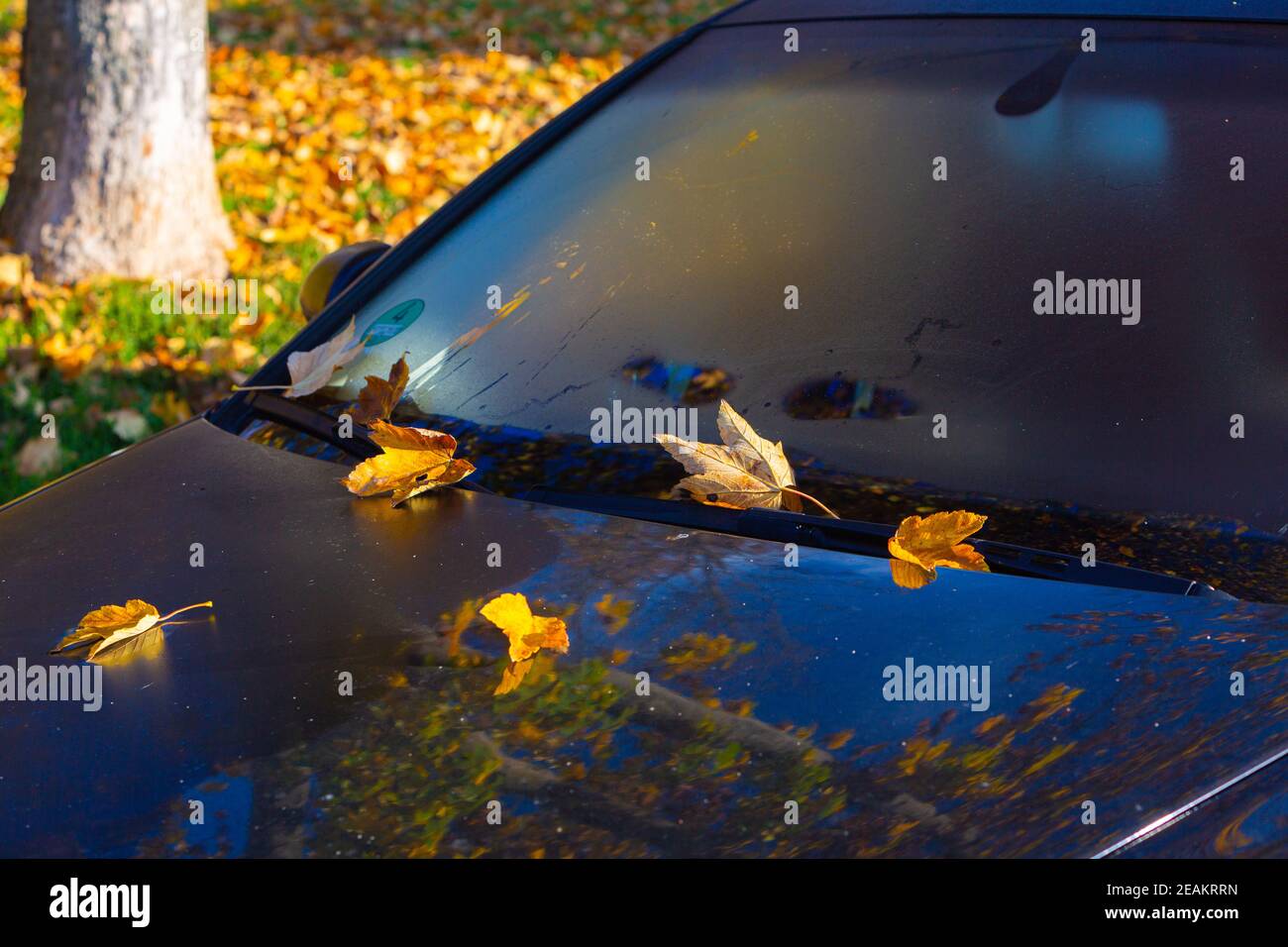 autumn leafs on a windscreen of a car Stock Photo - Alamy