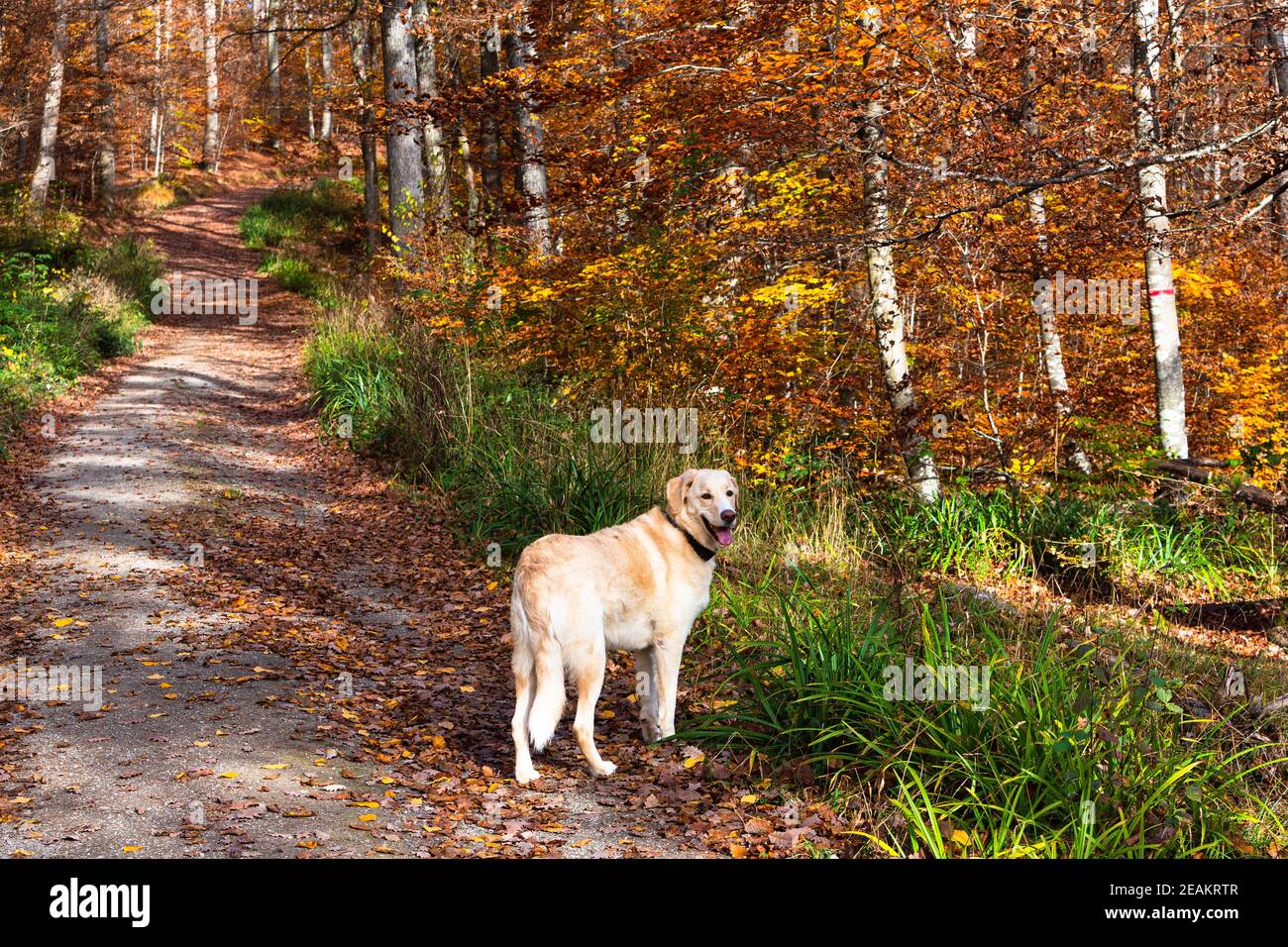 White dog autumn hi-res stock photography and images - Alamy