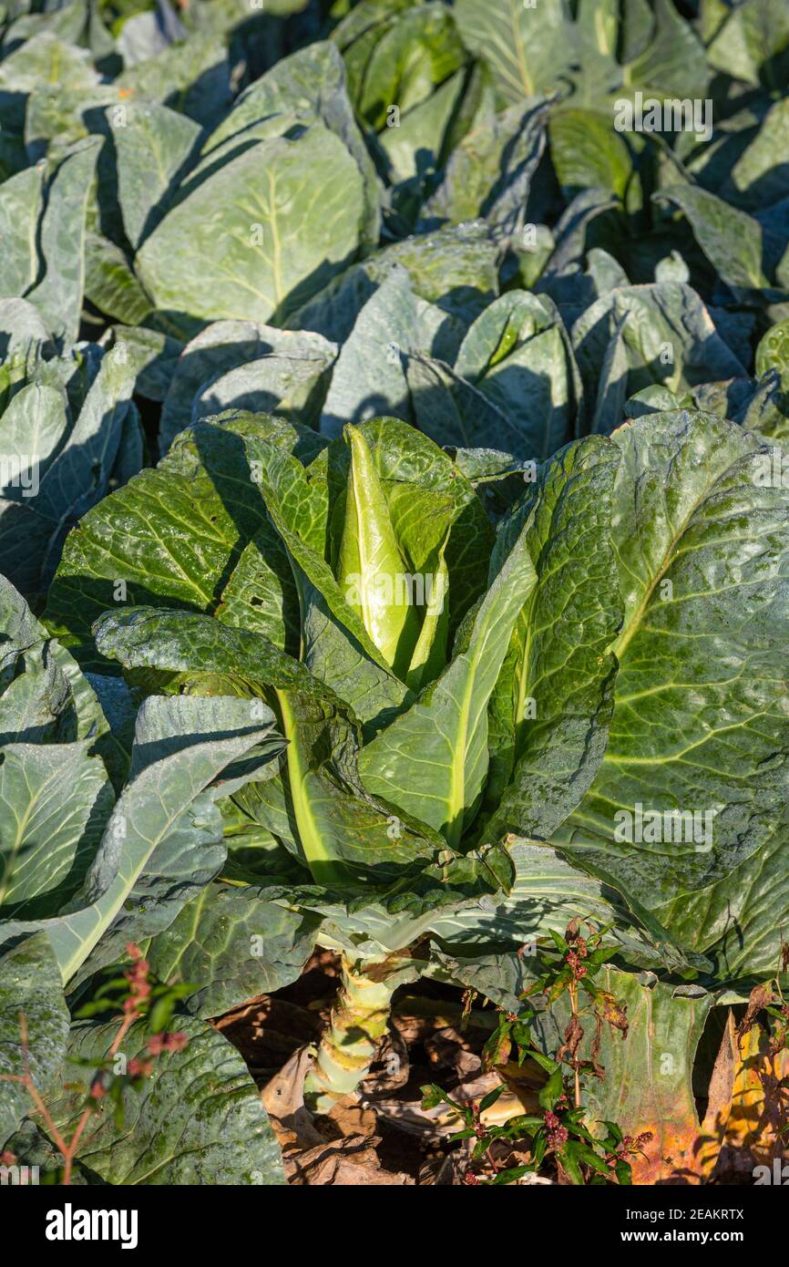Pointed cabbage leaf hi-res stock photography and images - Alamy