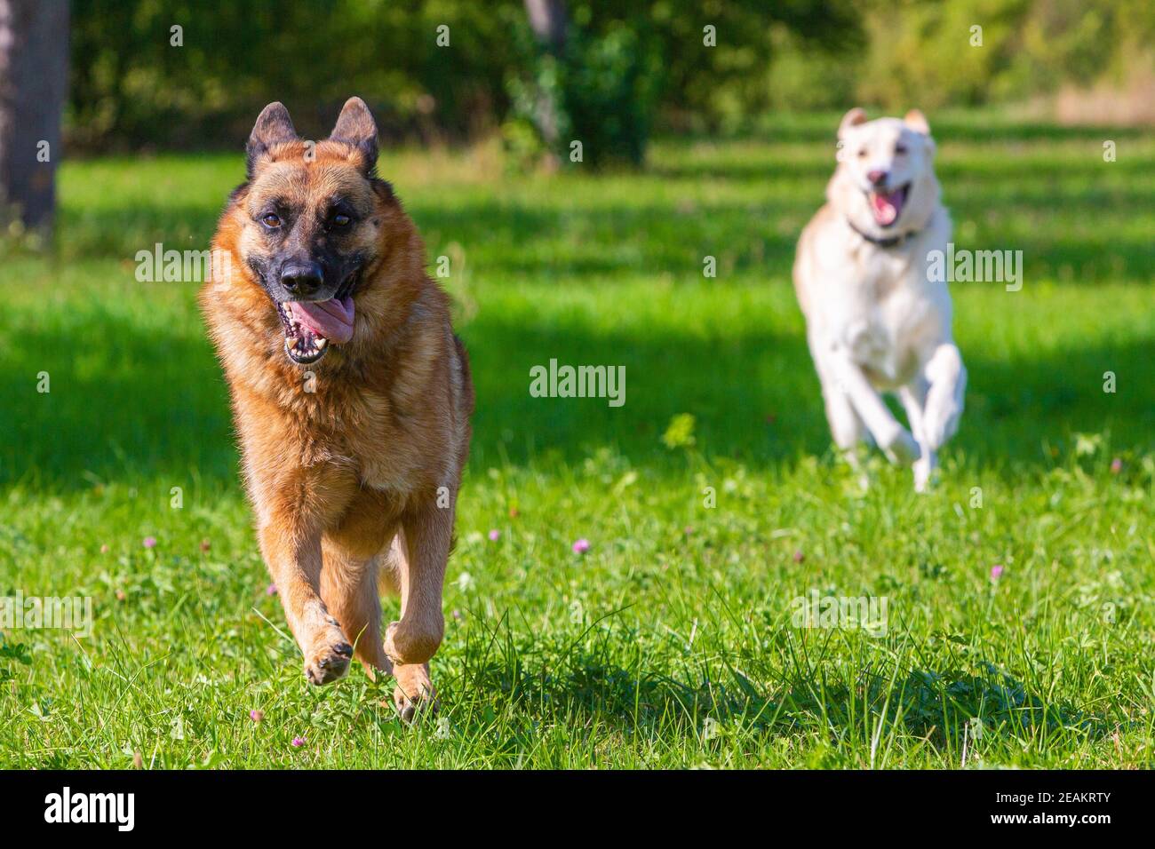 Beautiful german running hi-res stock photography and images - Alamy