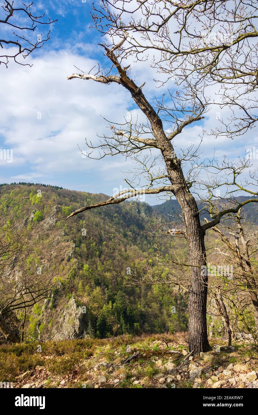 Forest landscape with rocks hi-res stock photography and images - Alamy