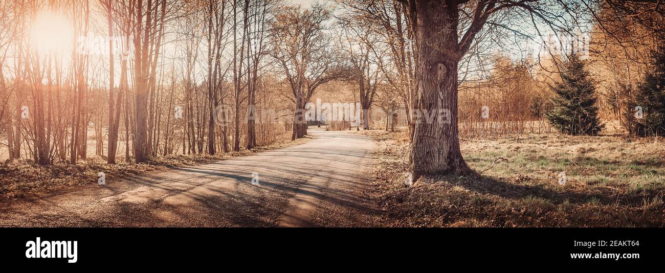 asphalt road panorama with sun in spring morning Stock Photo - Alamy