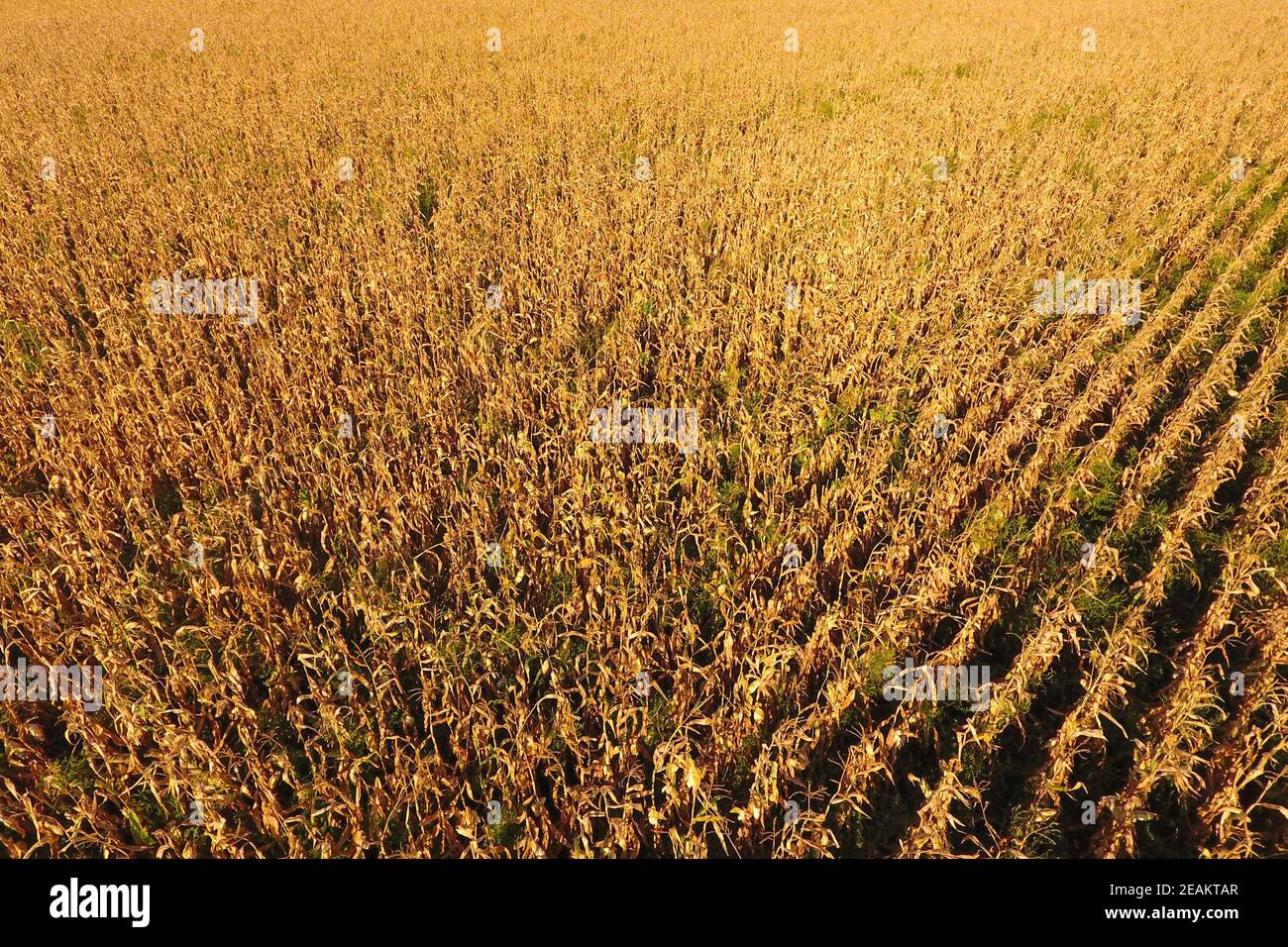 Field with ripe corn. Dry stalks of corn. View of the cornfield Stock ...