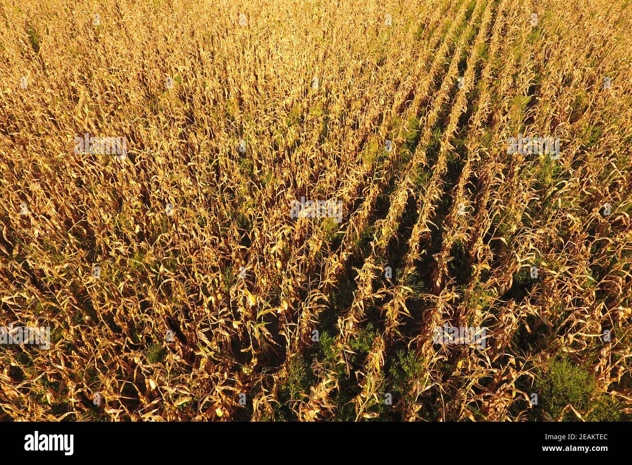 Field with ripe corn. Dry stalks of corn. View of the cornfield Stock ...