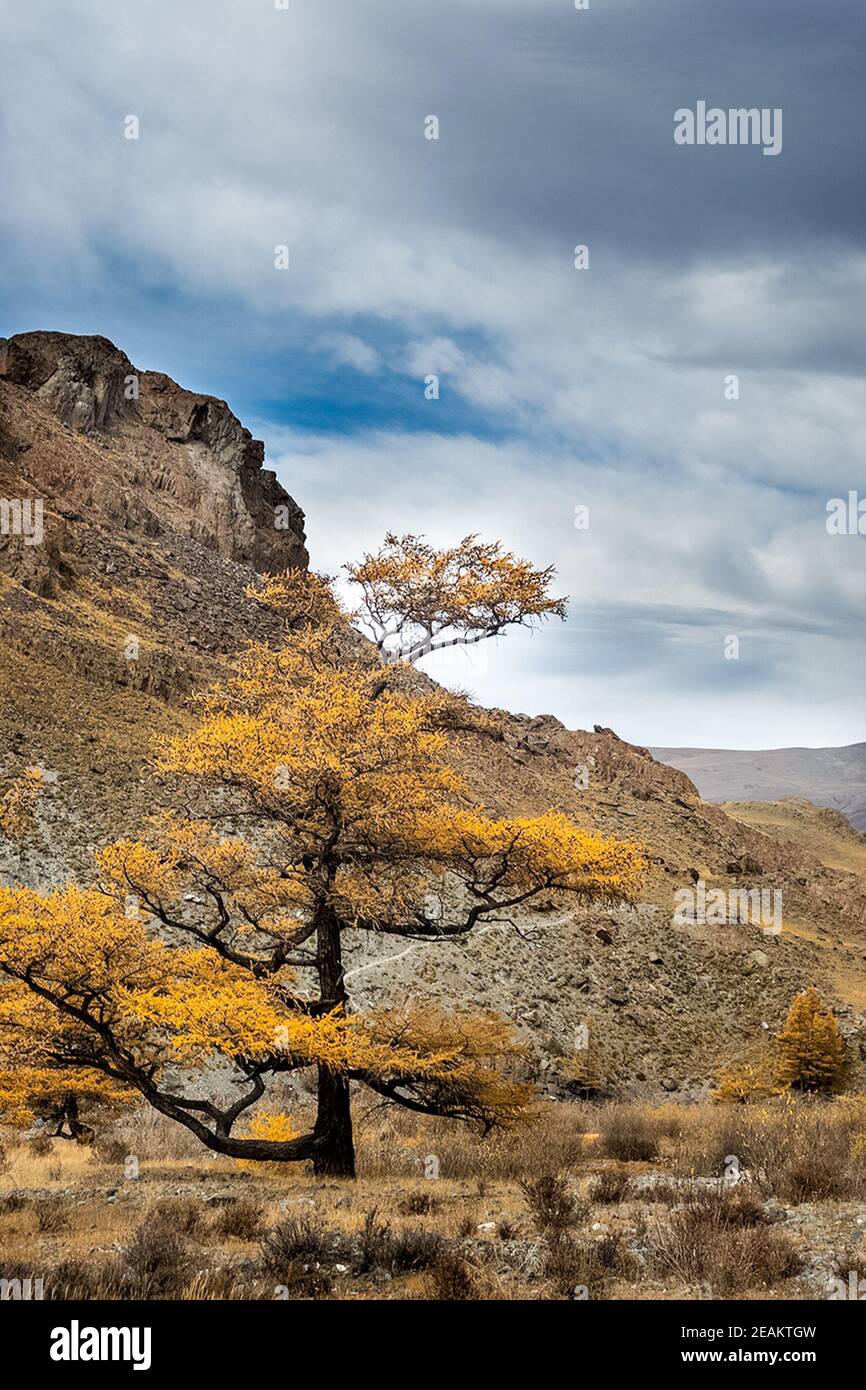 Coniferous trees in Altai Mountains. Landscape of forests and mountains ...