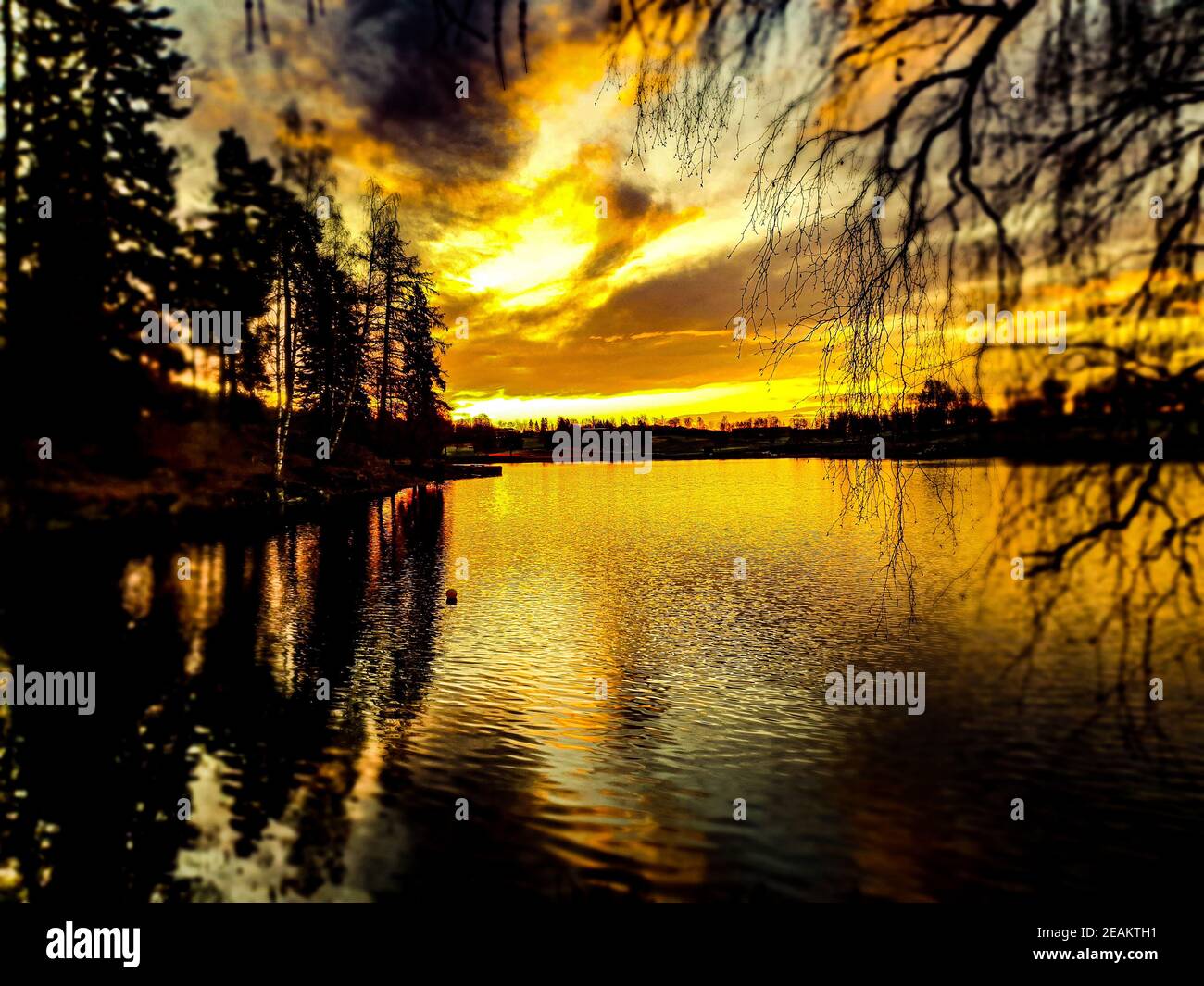 Rising tree silhouette hi-res stock photography and images - Alamy