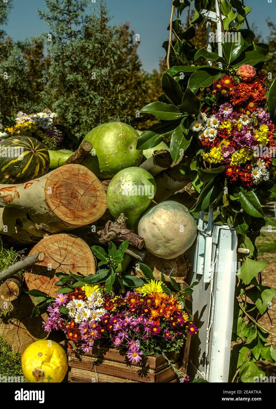 Crumpled pumpkins hi-res stock photography and images - Alamy