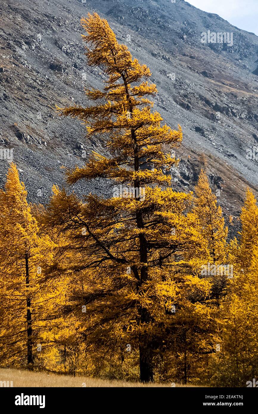 Altai mountains pine trees hi-res stock photography and images - Alamy