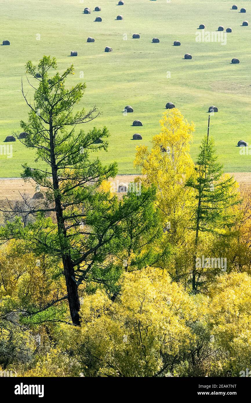 Coniferous trees in Altai Mountains. Landscape of forests and mountains ...