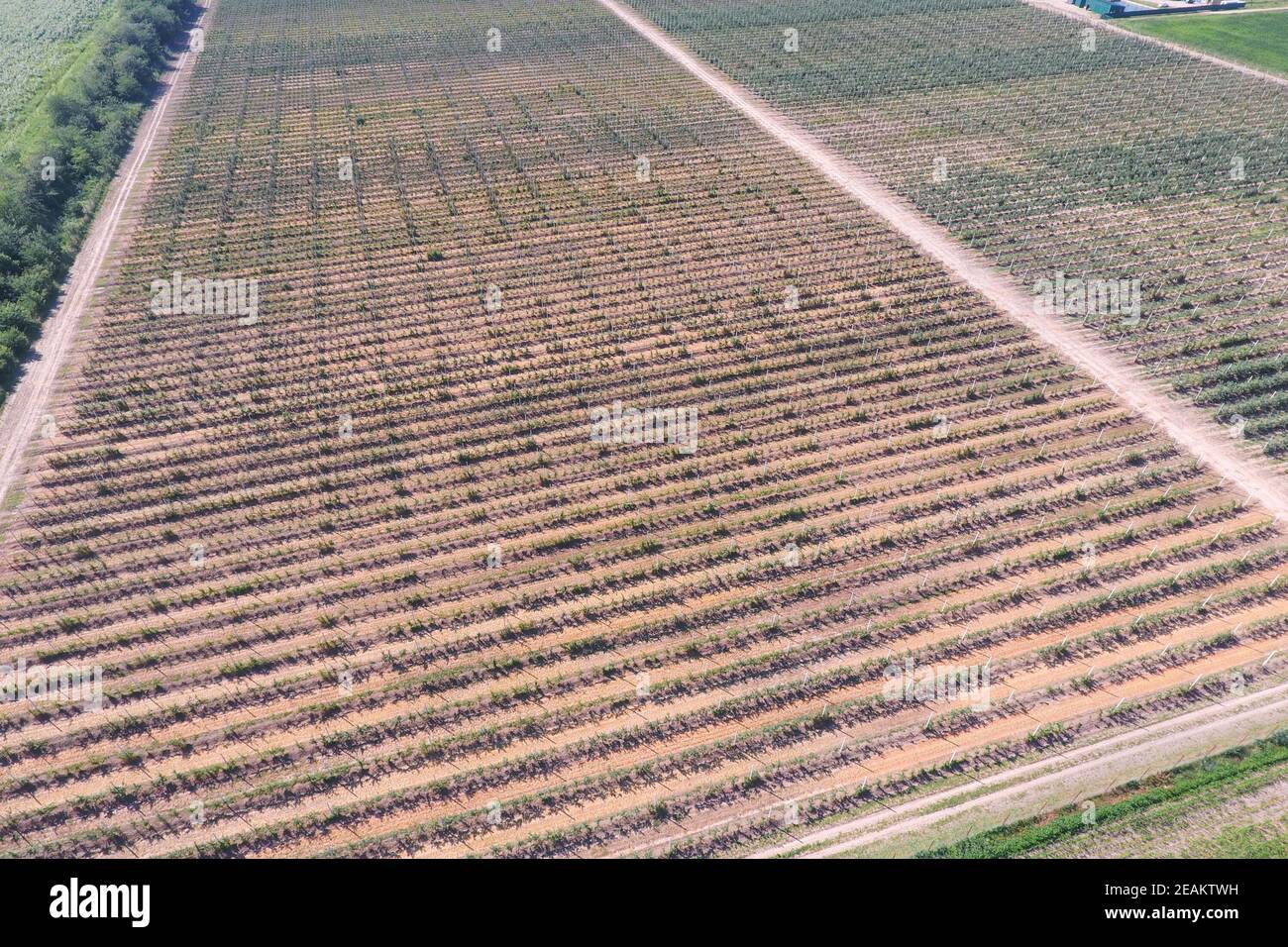 Top view of the garden of dwarf apple trees Stock Photo - Alamy
