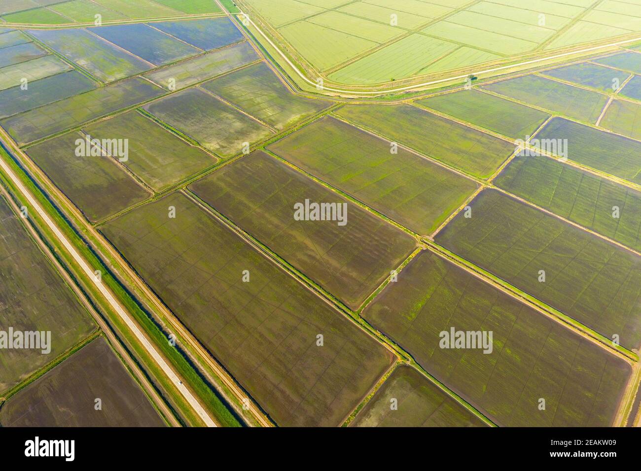 The rice fields are flooded with water. Flooded rice paddies. Agronomic ...