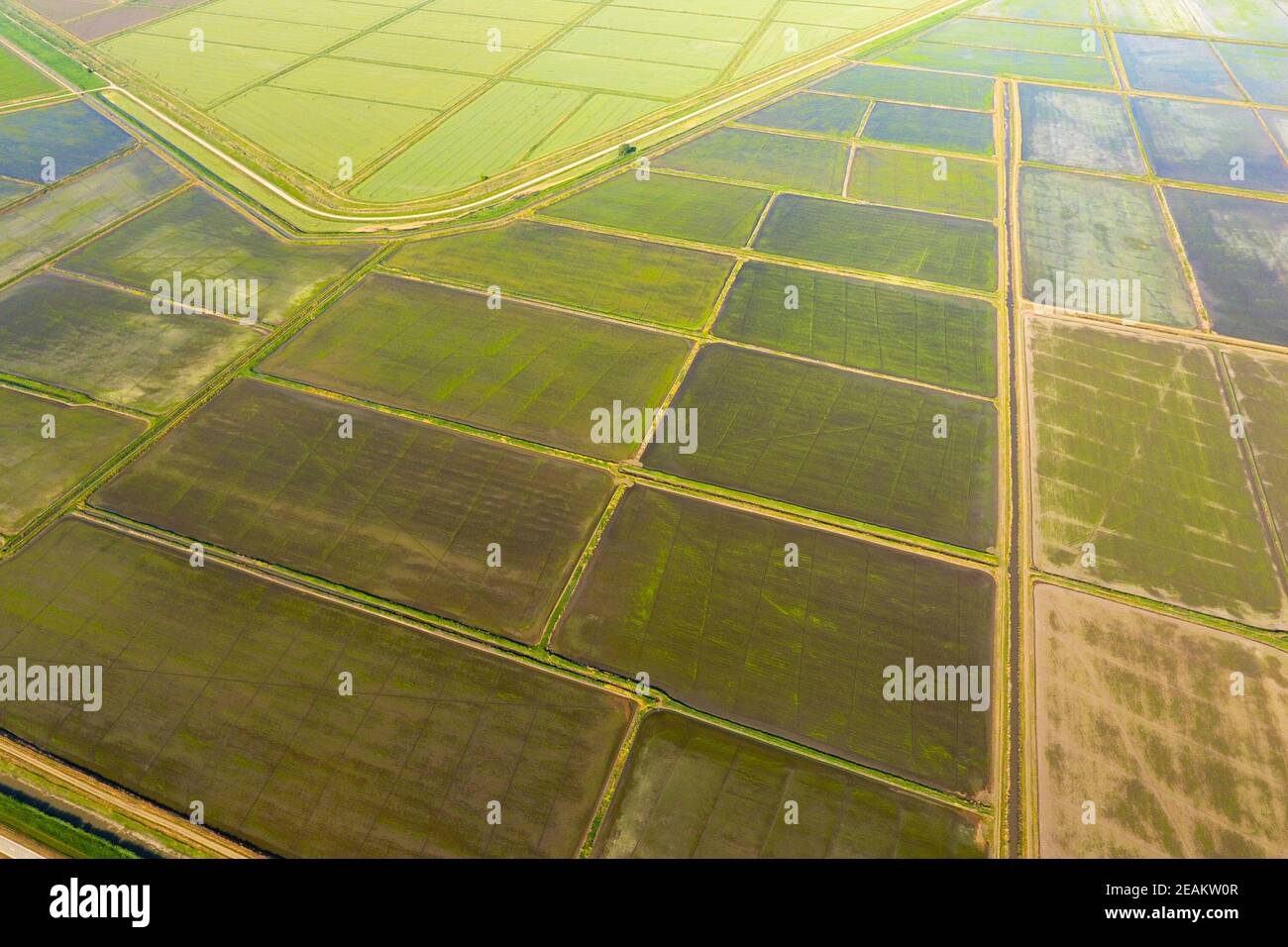 The rice fields are flooded with water. Flooded rice paddies. Agronomic ...
