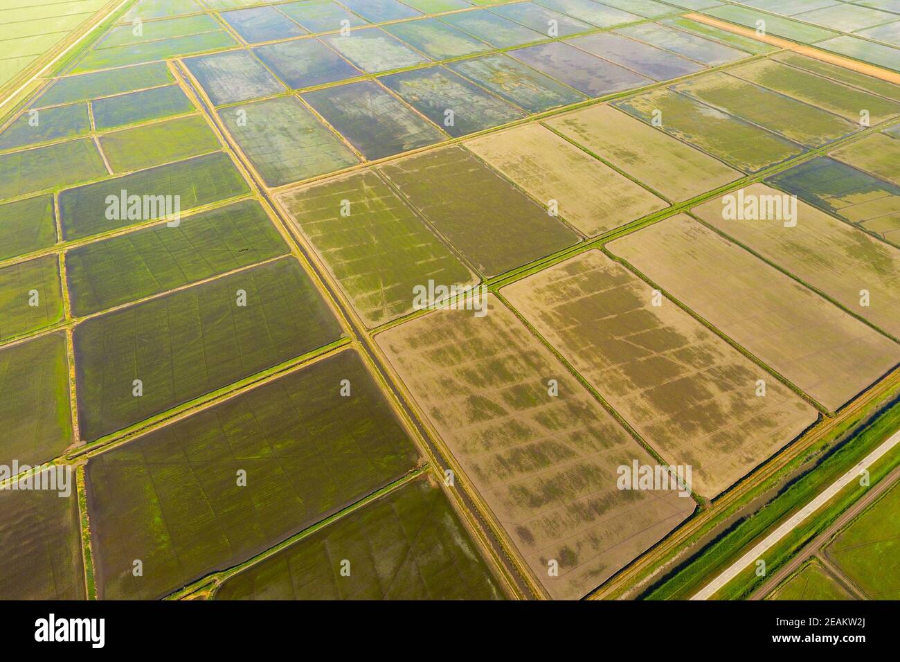 The rice fields are flooded with water. Flooded rice paddies. Agronomic ...