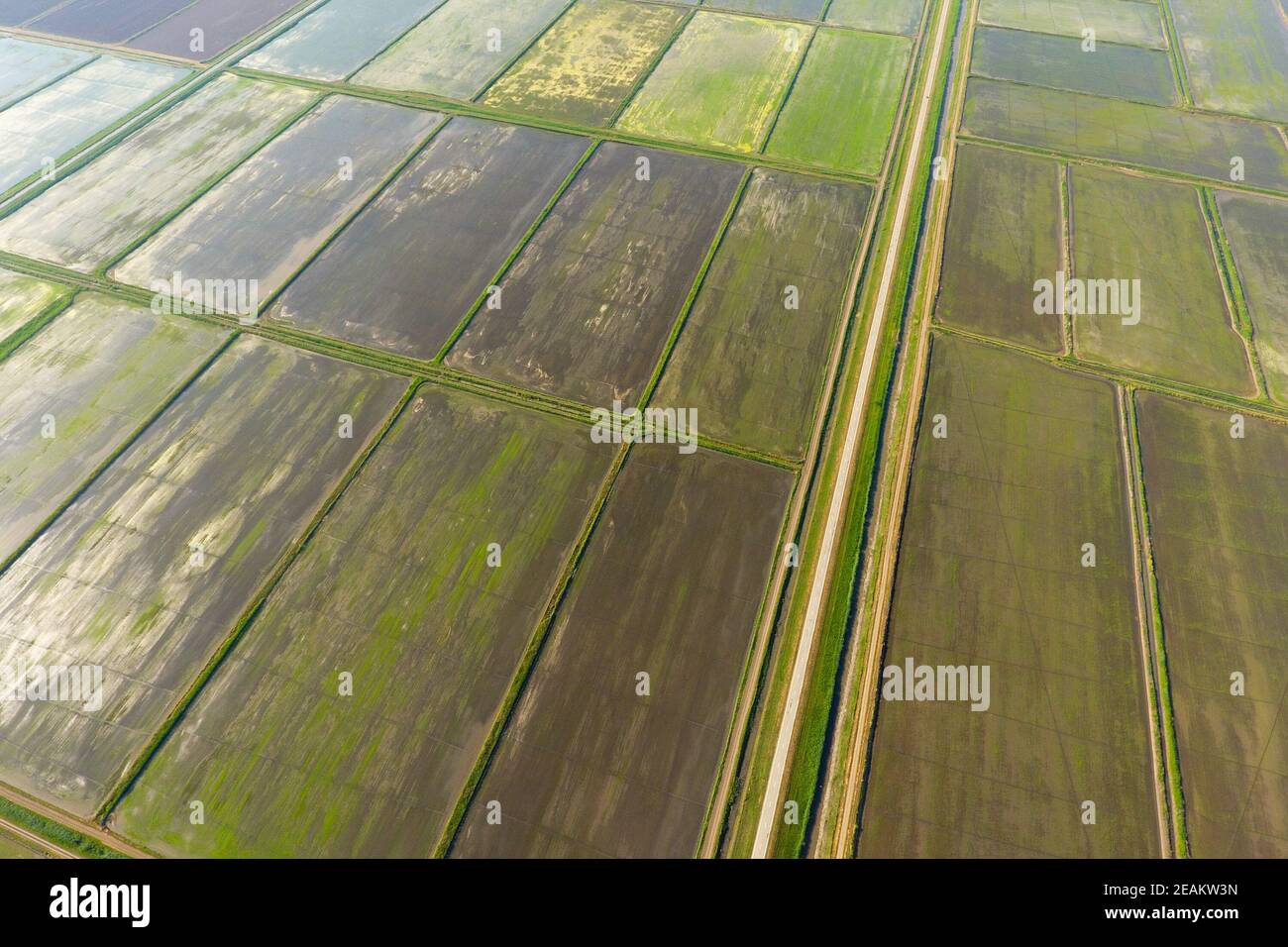 The rice fields are flooded with water. Flooded rice paddies. Agronomic ...