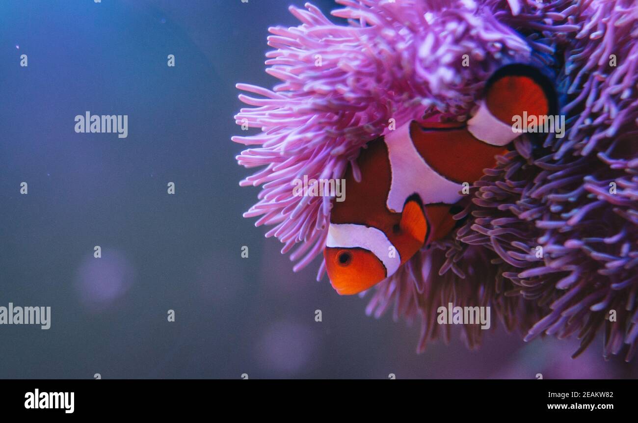 Anemone fish with anemone,Sea anemone and clown fish in marine aquarium ...