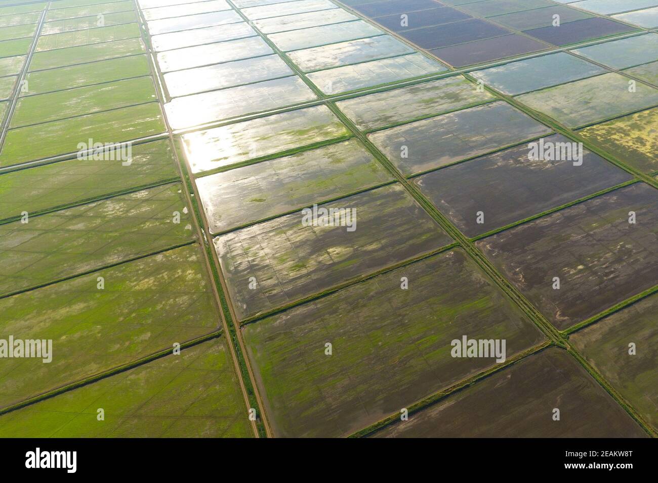 The rice fields are flooded with water. Flooded rice paddies. Agronomic ...