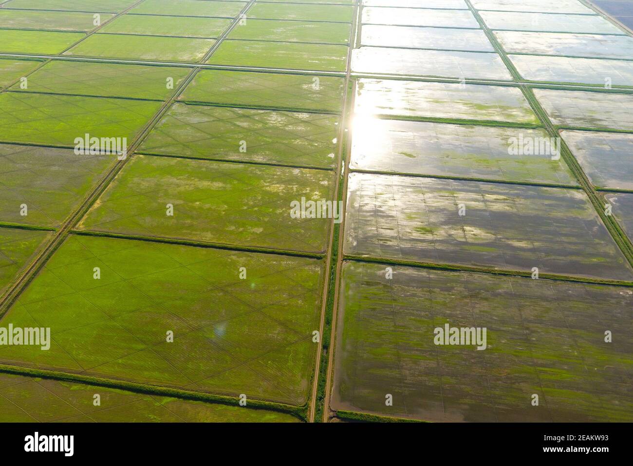 The rice fields are flooded with water. Flooded rice paddies. Agronomic ...