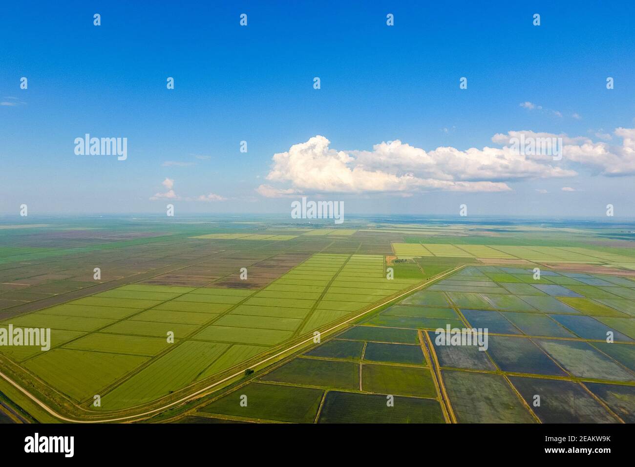 The rice fields are flooded with water. Flooded rice paddies. Agronomic ...