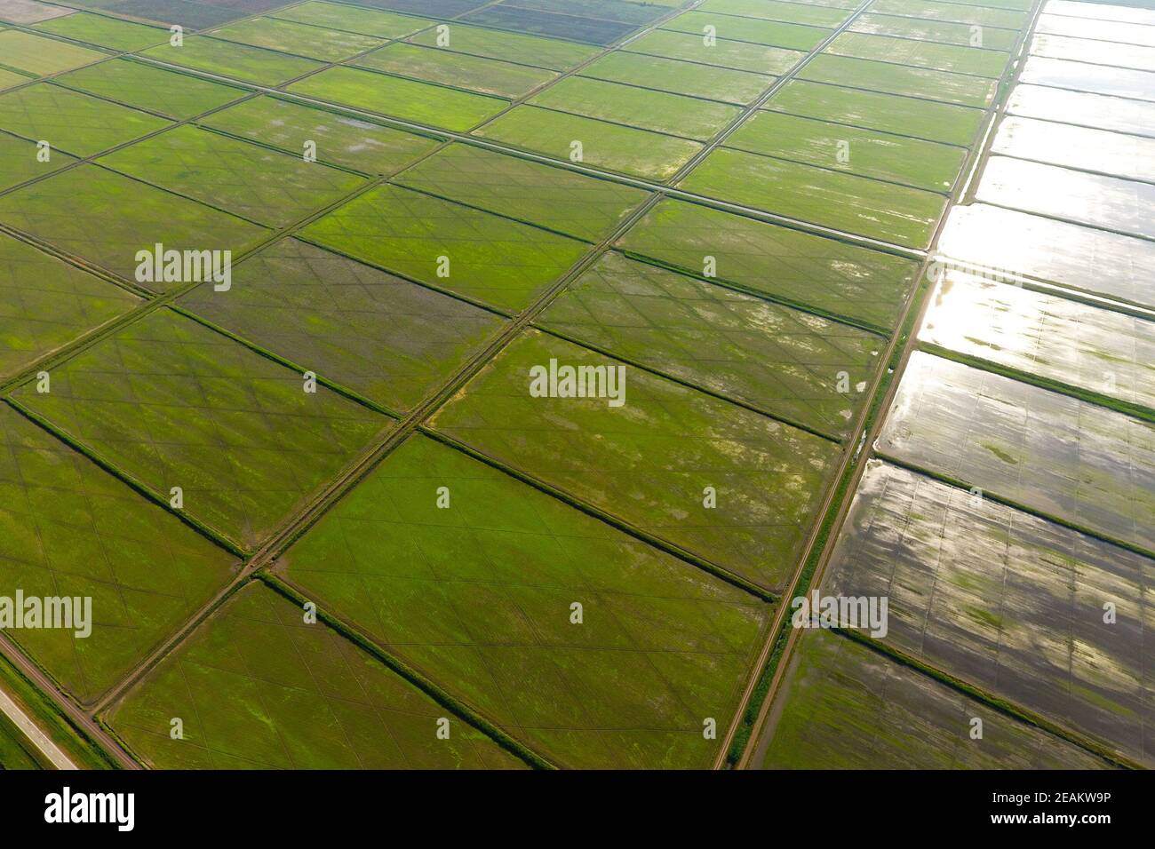 The rice fields are flooded with water. Flooded rice paddies. Agronomic ...