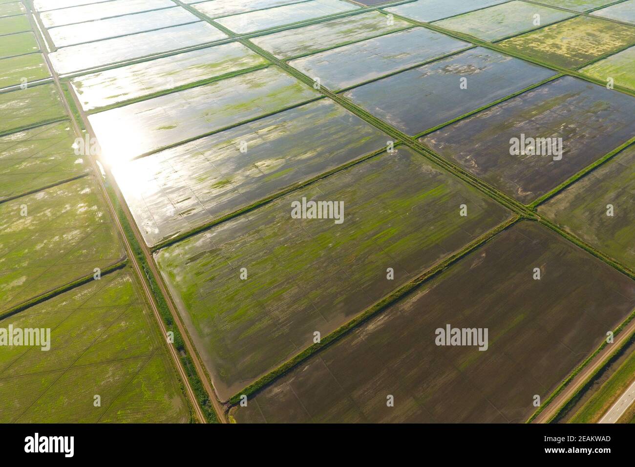 The rice fields are flooded with water. Flooded rice paddies. Agronomic ...