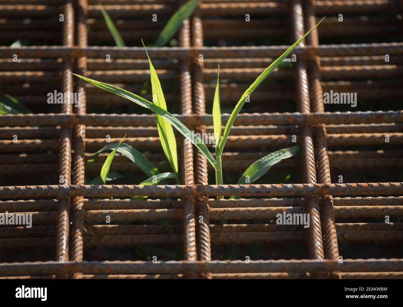 Vitality symbol hi-res stock photography and images - Alamy