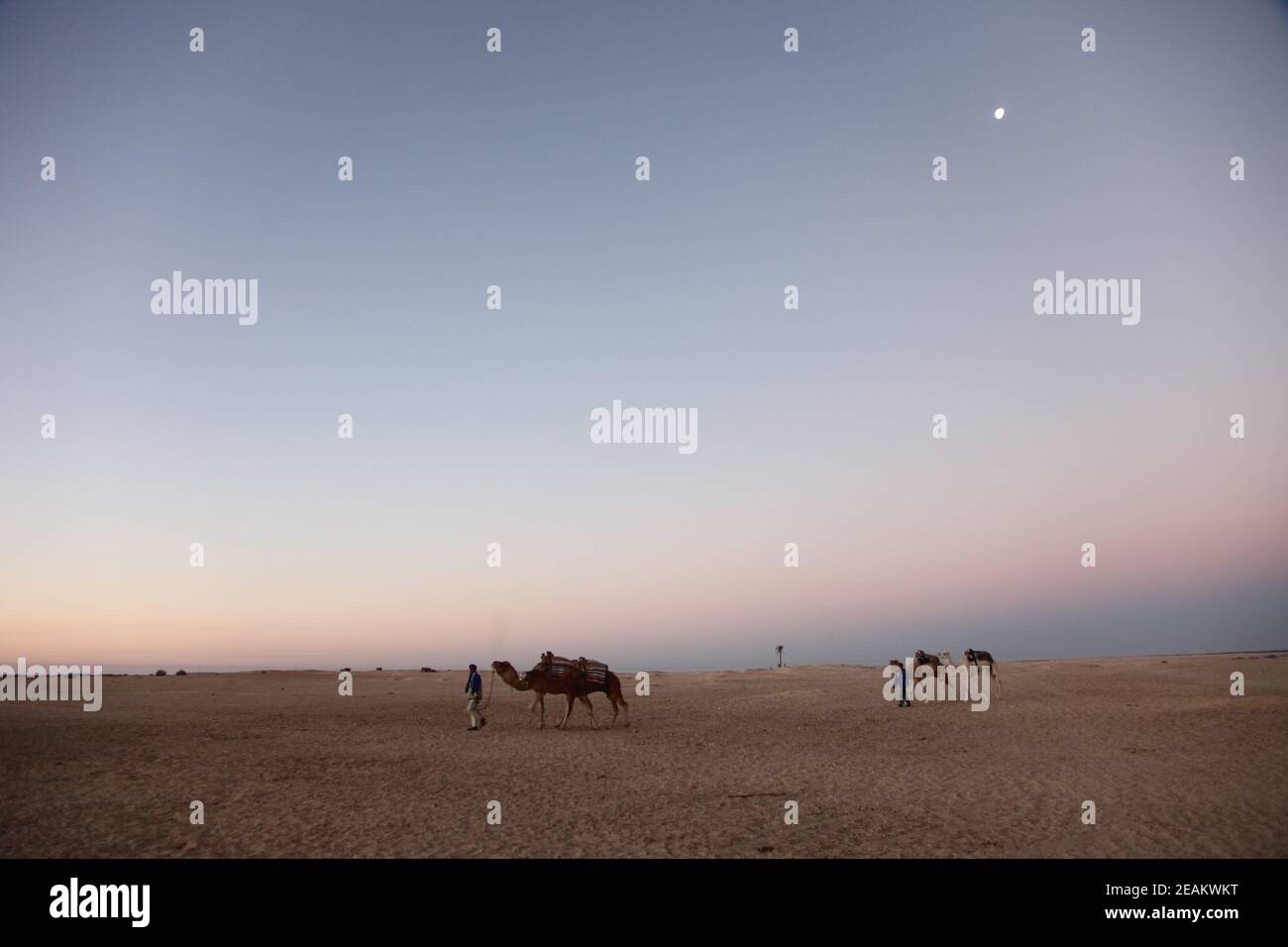 Morning in Sahara desert Stock Photo - Alamy