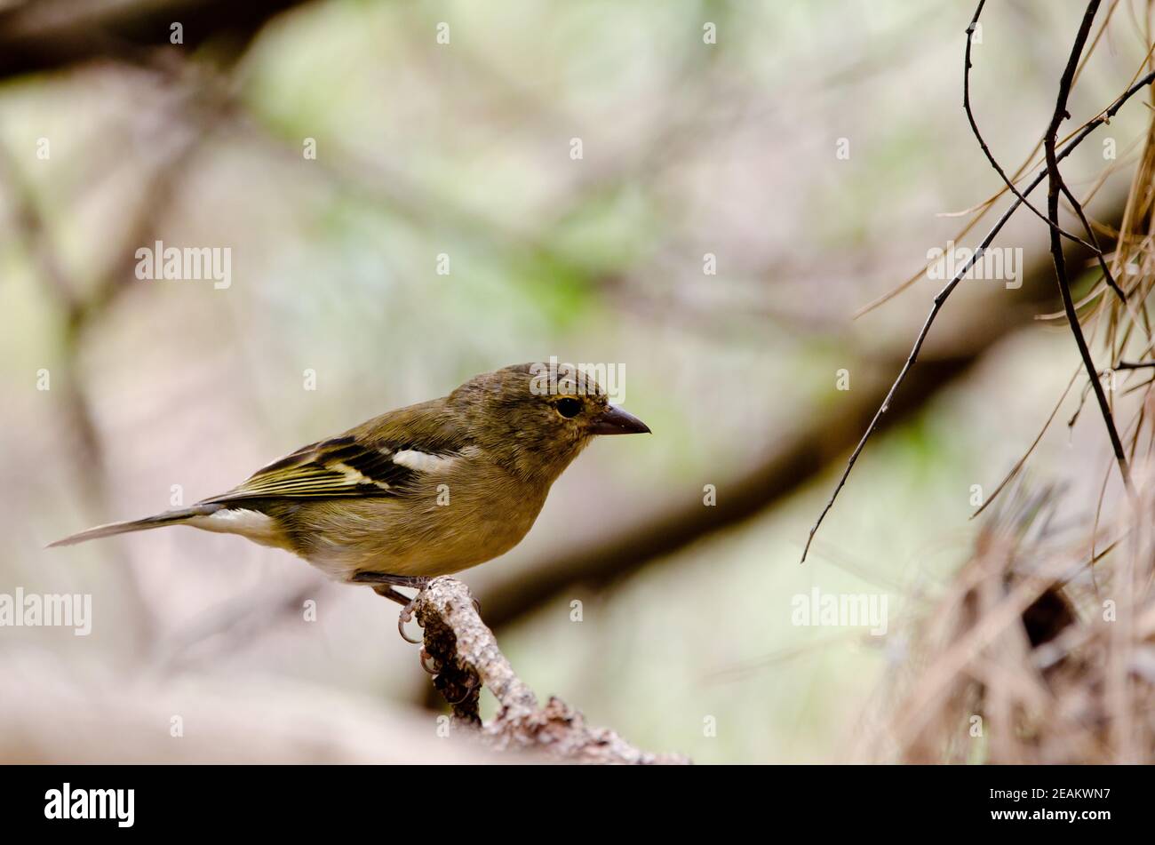 Fringilla canariensis canariensis hi-res stock photography and images ...