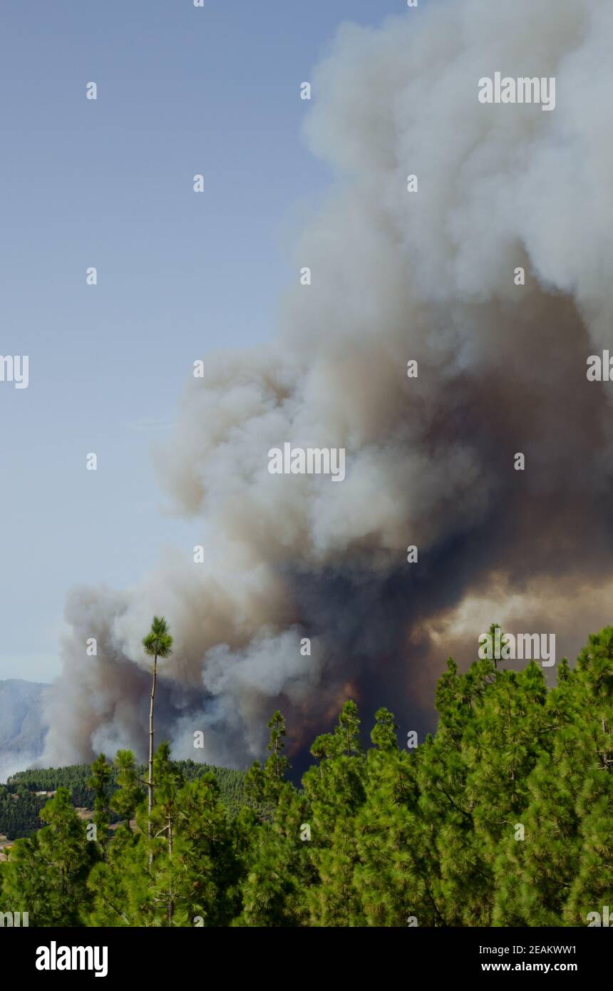 Fire devastated pine woods hi-res stock photography and images - Alamy
