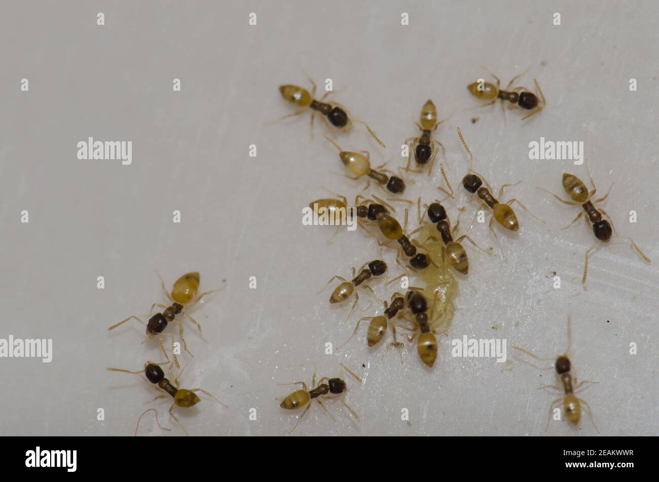 Cold Blooded Insects High Resolution Stock Photography and Images - Alamy