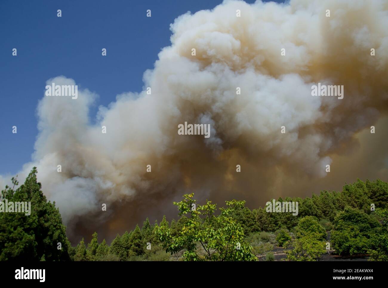 Forest fire wildfire burning tree hi-res stock photography and images ...