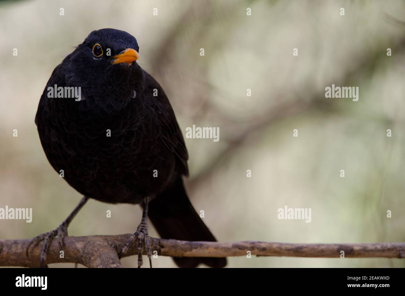 Blackbird Fauna High Resolution Stock Photography and Images - Alamy