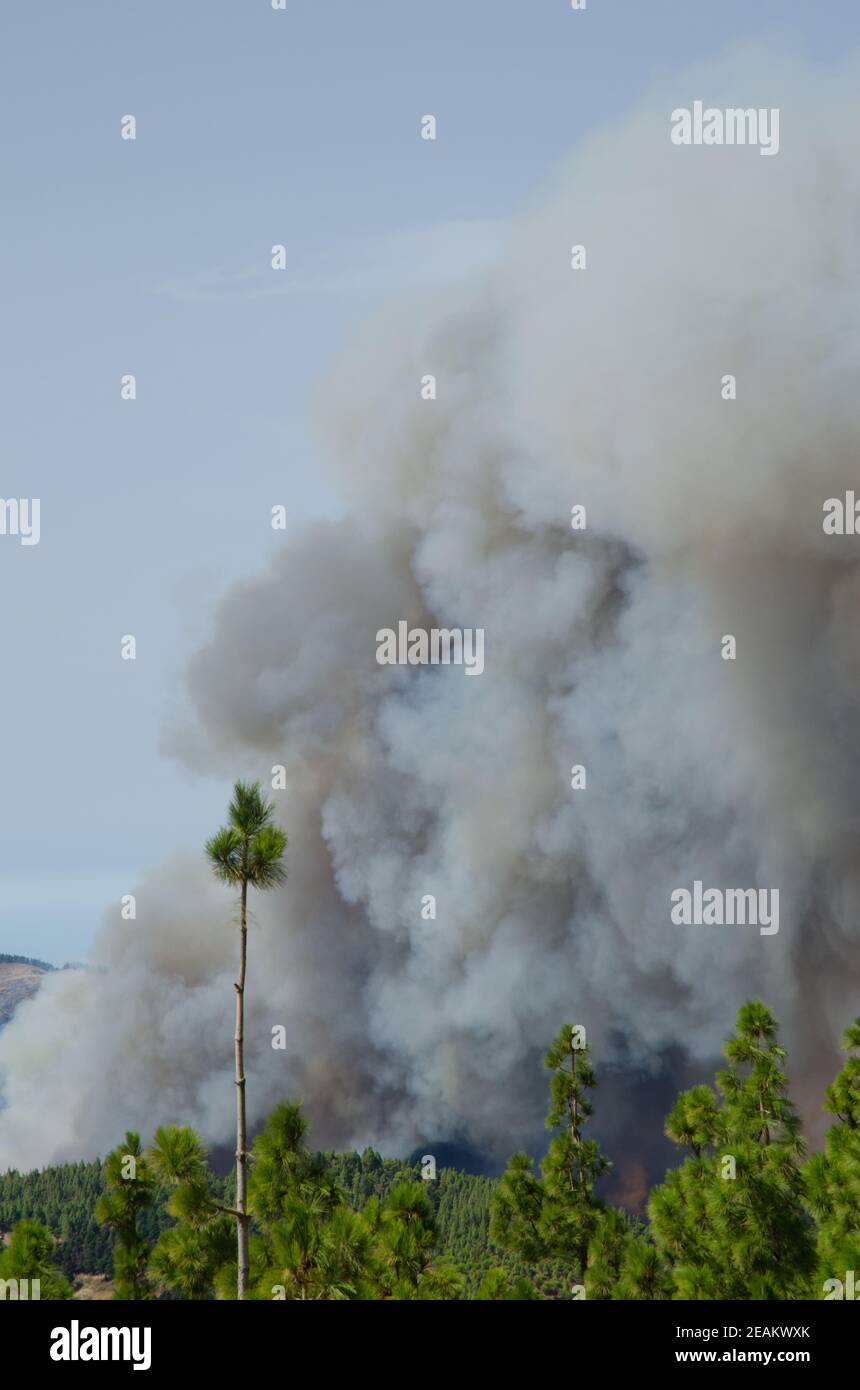 Fire devastated pine woods hi-res stock photography and images - Alamy