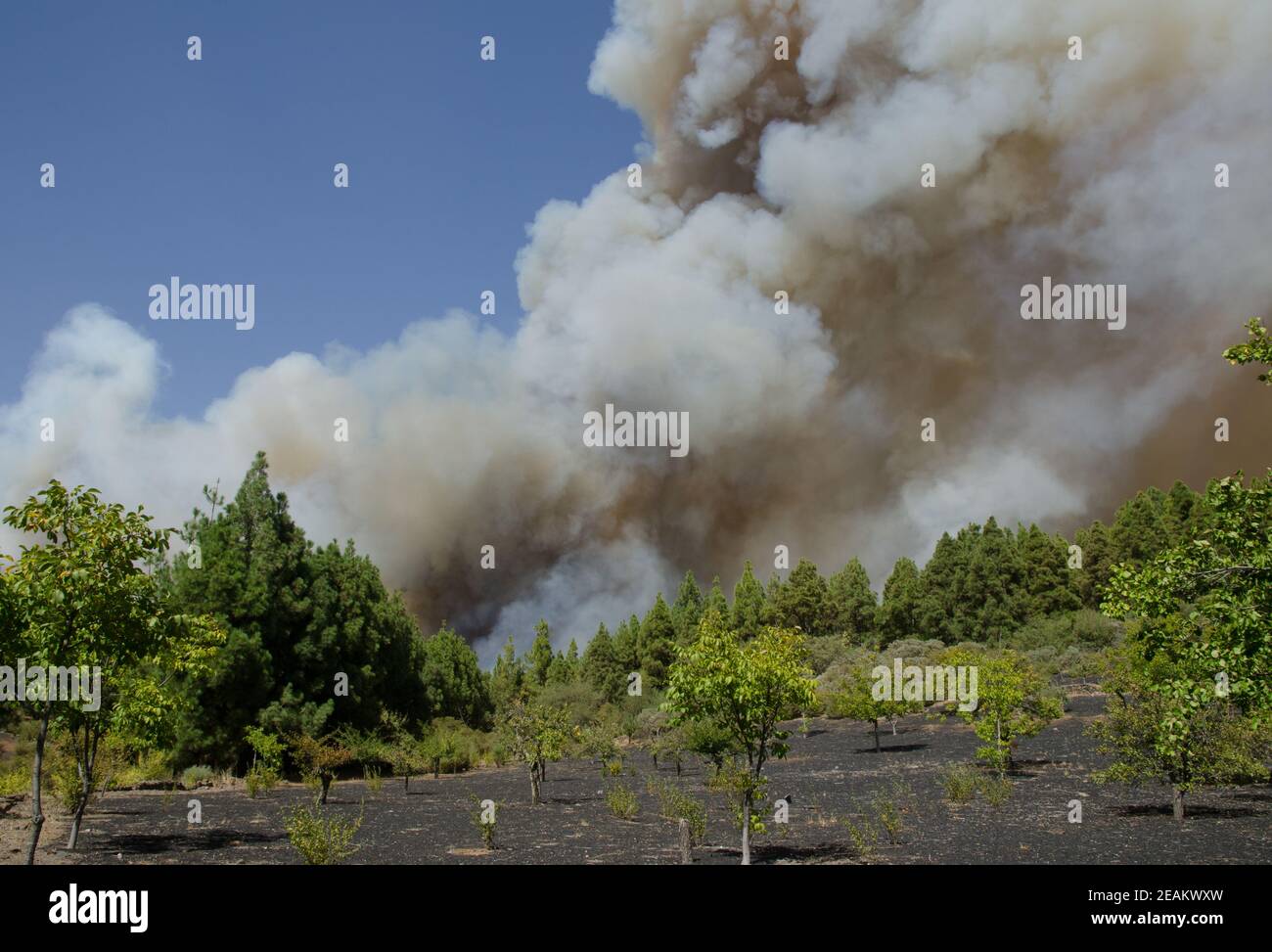 Fire wildland fire hi-res stock photography and images - Alamy