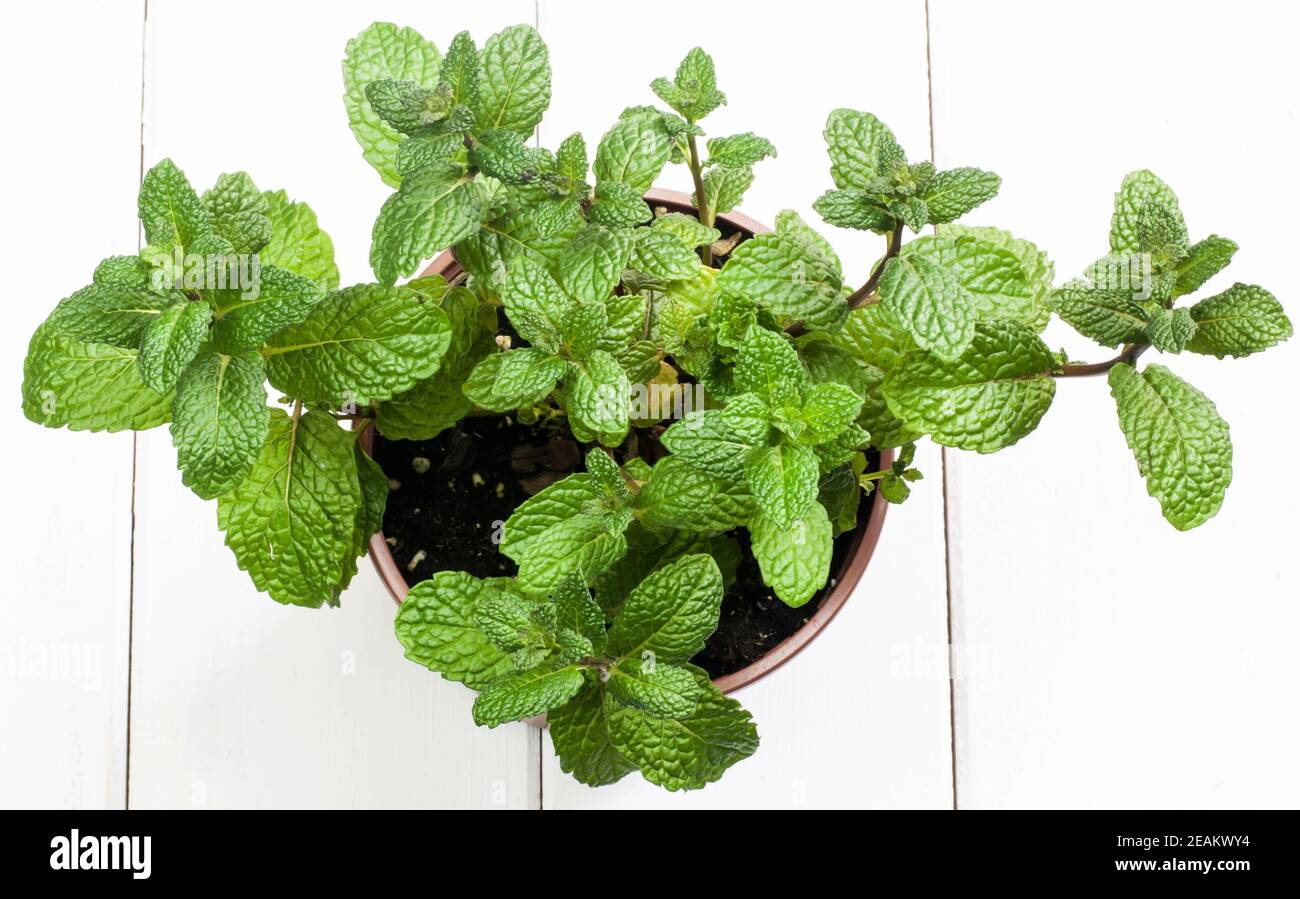 Peppermint aromatic plant pot on white background Stock Photo - Alamy