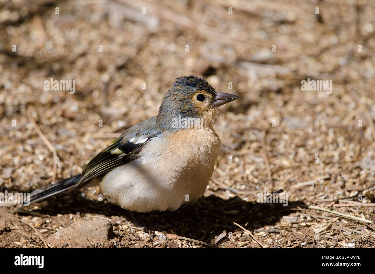 Fringilla canariensis canariensis hi-res stock photography and images ...